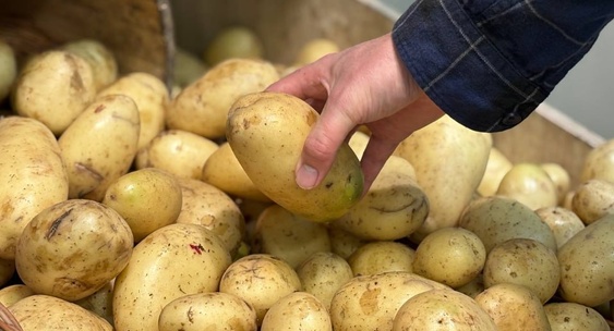 Картофельный союз заявил о хорошем урожае в России — подробности ...