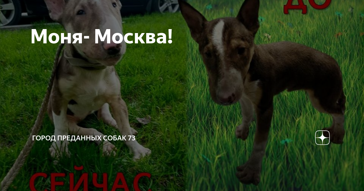 Моня- Москва! | Город преданных собак 73 | Дзен
