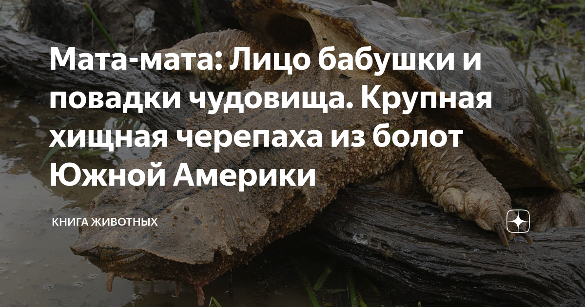 Мата-мата: Лицо бабушки и повадки чудовища. Крупная хищная черепаха из ...