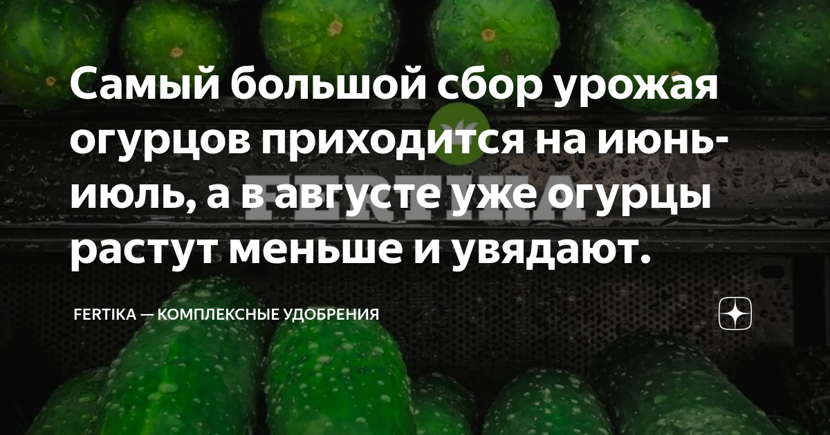 Самый большой сбор урожая огурцов приходится на июнь-июль, а в августе ...