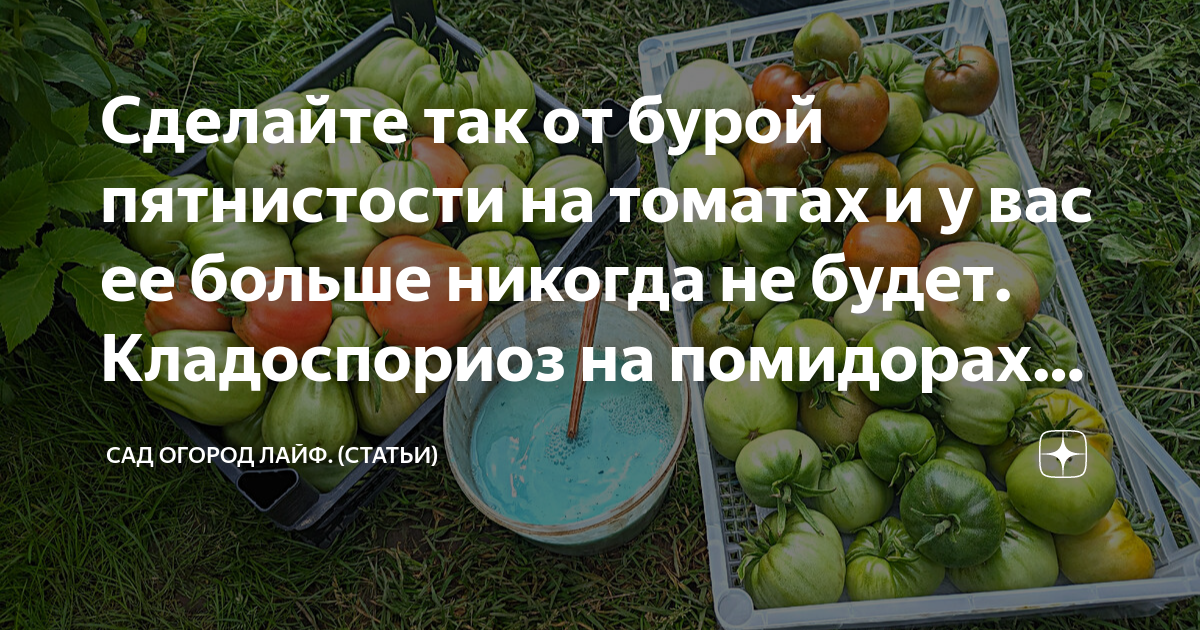 Сделайте так от бурой пятнистости на томатах и у вас ее больше никогда ...