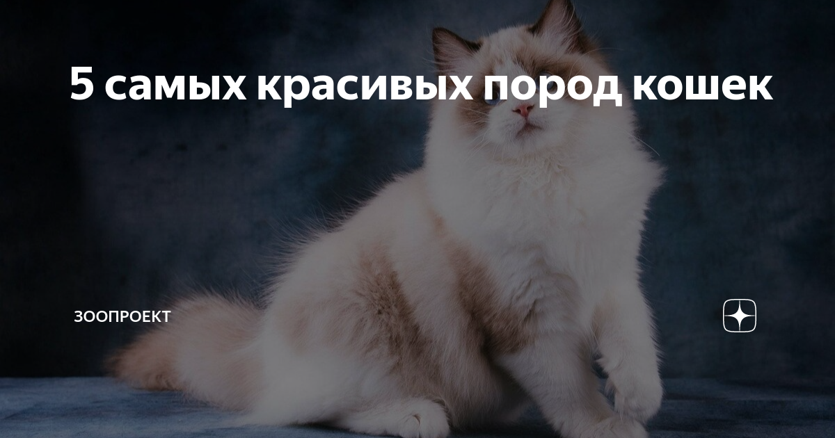 5 самых красивых пород кошек Антон Двинянинов Дзен