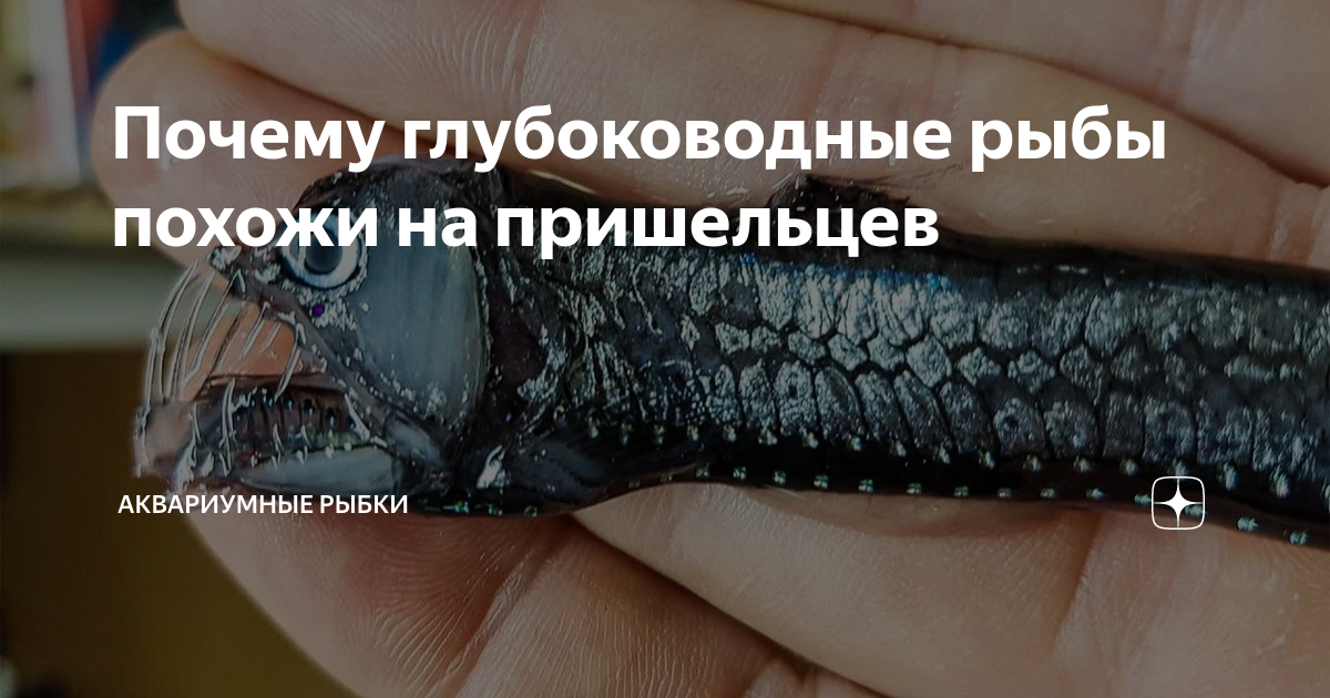 Почему глубоководные рыбы похожи на пришельцев Аквариумные рыбки Дзен