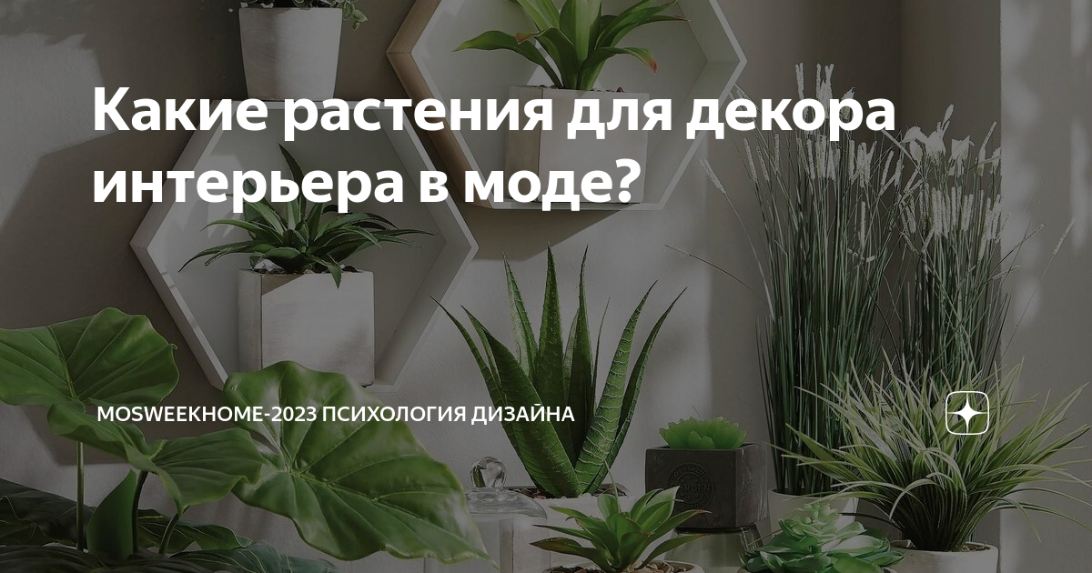 Какие растения для декора интерьера в моде? | MOSWEEKHOME-2023 ...