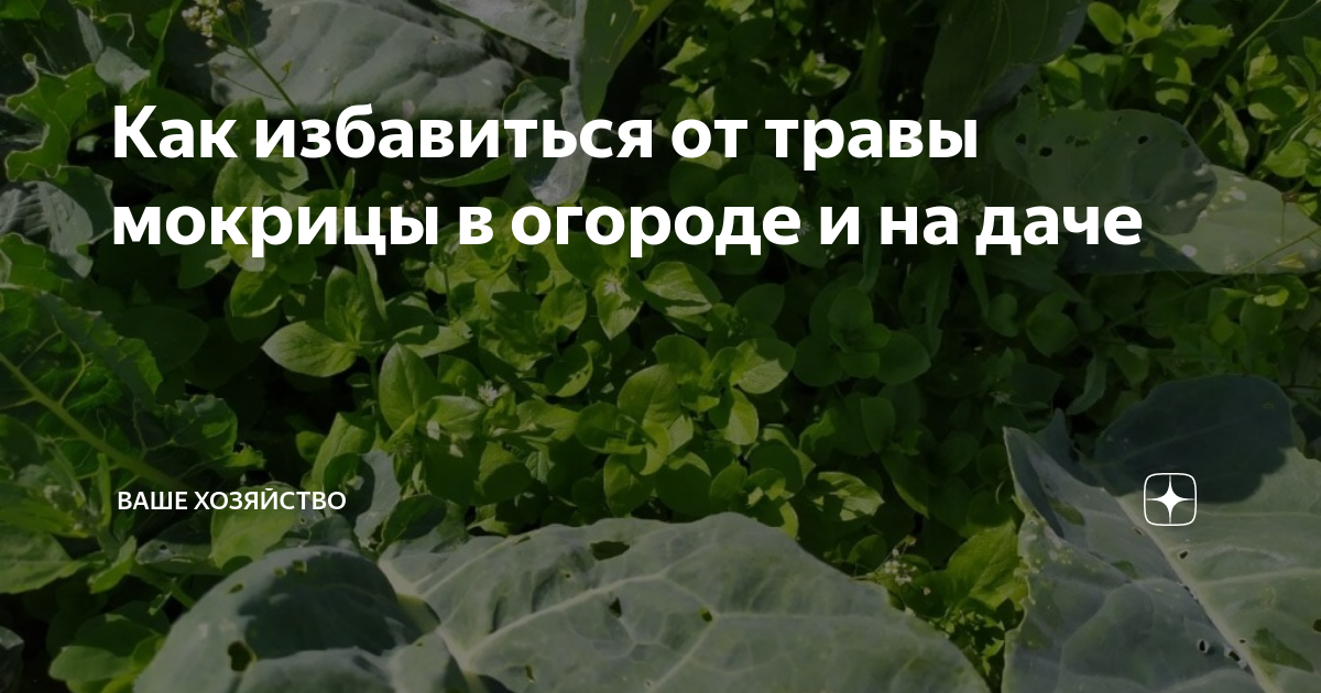 Как избавиться от травы мокрицы в огороде и на даче | Ваше хозяйство | Дзен