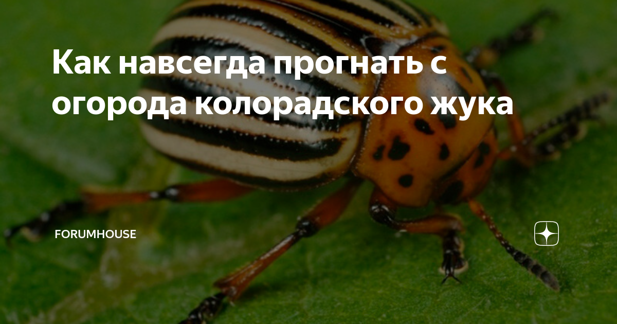 Как навсегда прогнать с огорода колорадского жука | FORUMHOUSE | Дзен