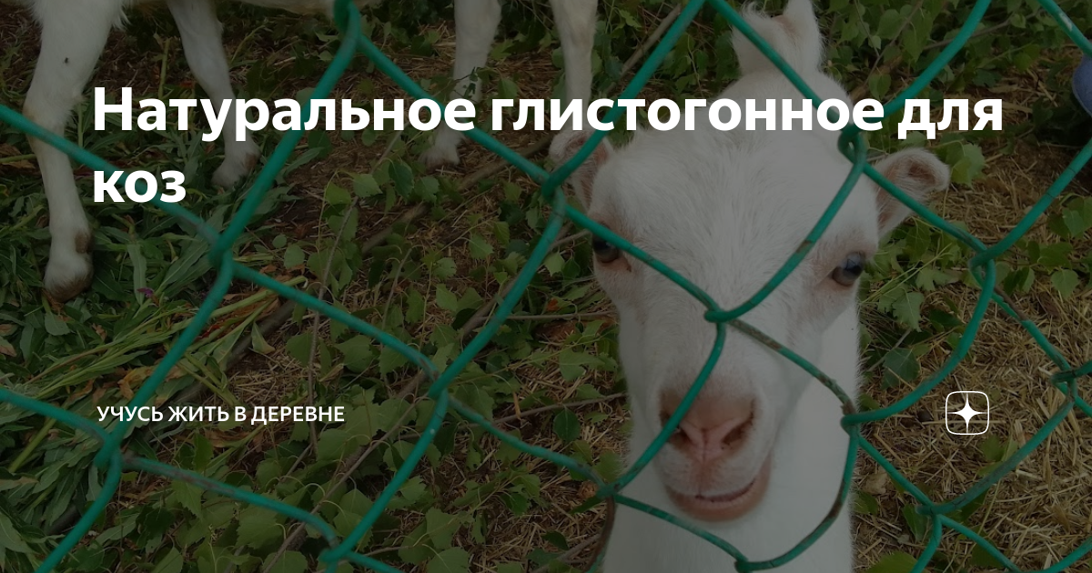 Натуральное глистогонное для коз | Учусь жить в деревне | Дзен