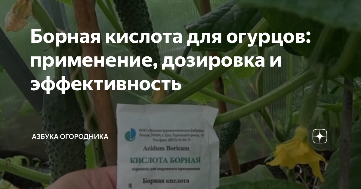 Борная кислота для огурцов: применение, дозировка и эффективность ...