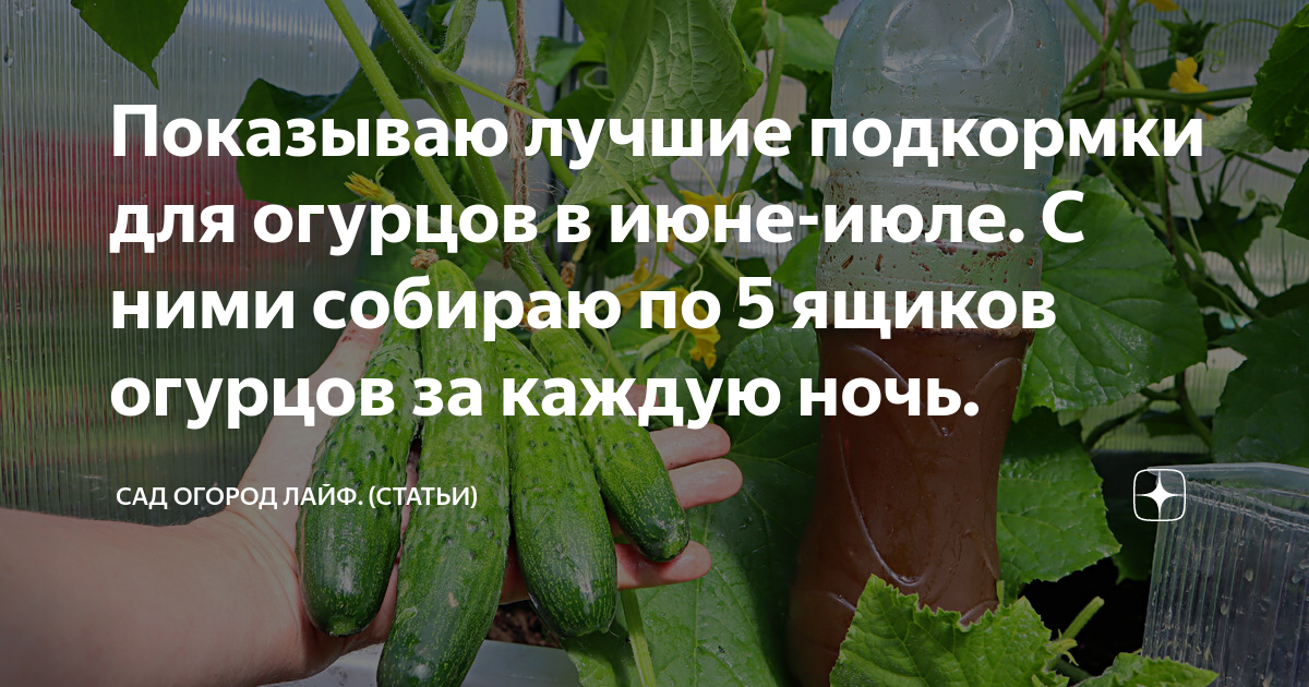 Показываю лучшие подкормки для огурцов в июне-июле. С ними собираю по 5 ...