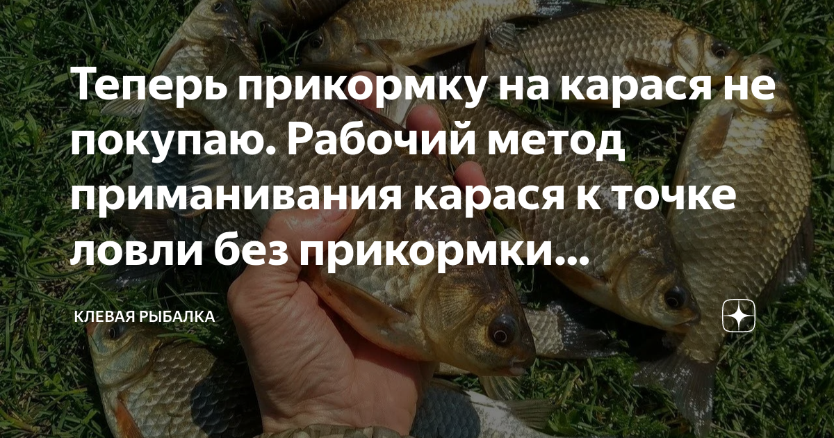 Теперь прикормку на карася не покупаю. Рабочий метод приманивания ...