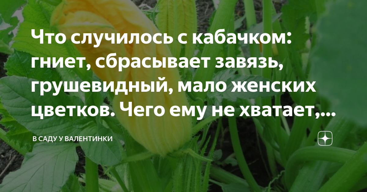 Что случилось с кабачком: гниет, сбрасывает завязь, грушевидный, мало ...