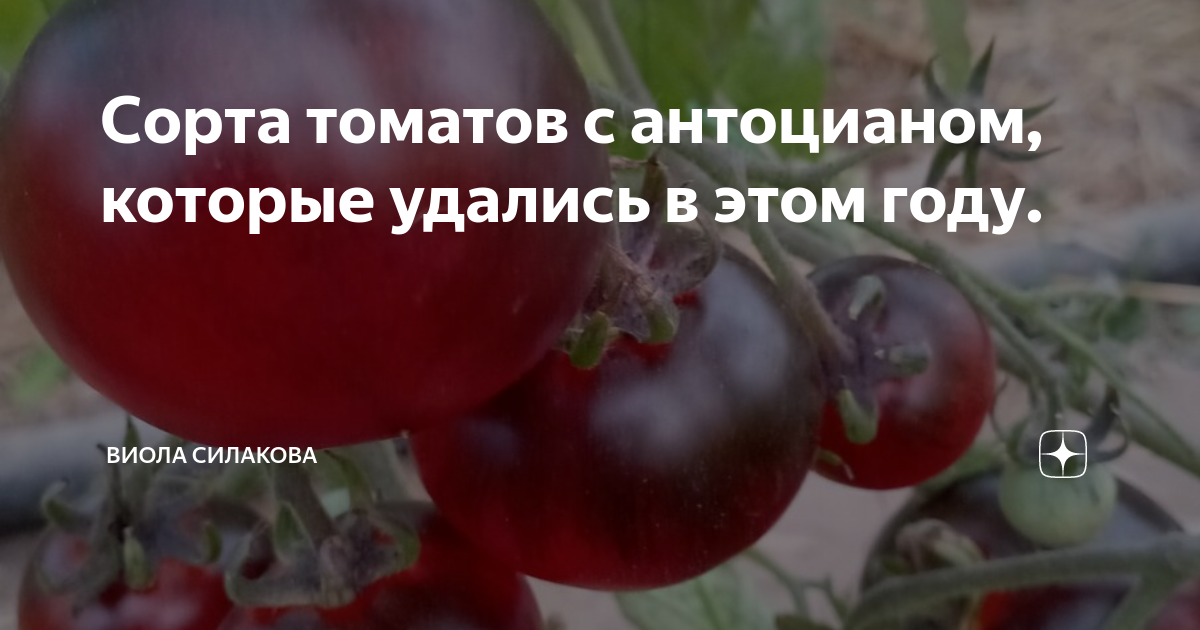 Сорта томатов с антоцианом, которые удались в этом году. | Виола ...