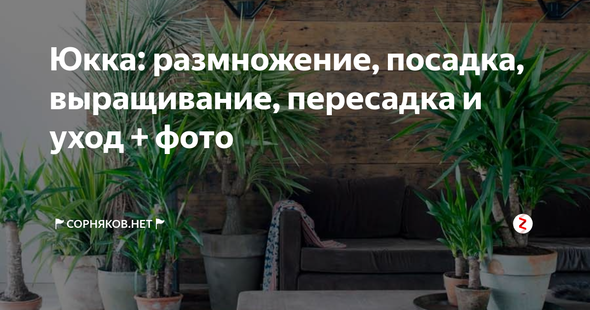 Юкка: размножение, посадка, выращивание, пересадка и уход + фото | 🚩 ...