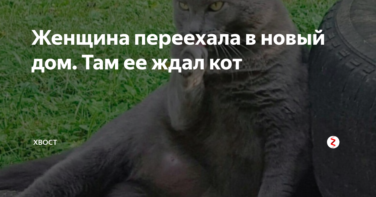 Женщина переехала в новый дом. Там ее ждал кот | Питомцы Mail.ru | Дзен