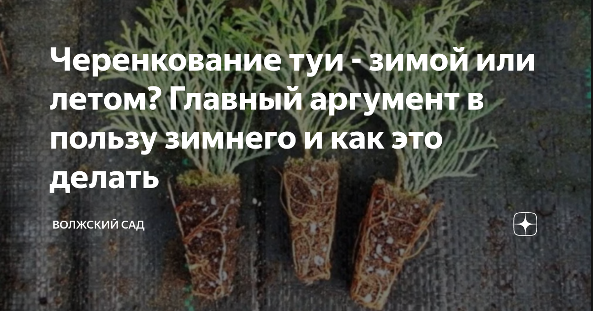 Черенкование туи - зимой или летом? Главный аргумент в пользу зимнего и ...