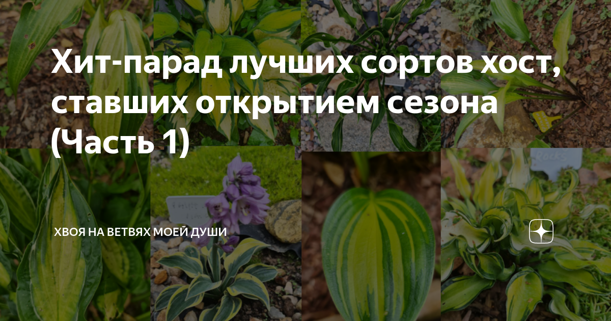 Хит-парад лучших сортов хост, ставших открытием сезона (Часть 1) | Хвоя ...