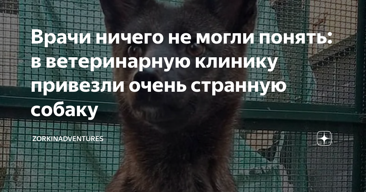 Врачи ничего не могли понять: в ветеринарную клинику привезли очень ...