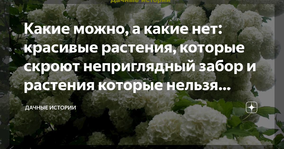 Какие можно, а какие нет: красивые растения, которые скроют ...