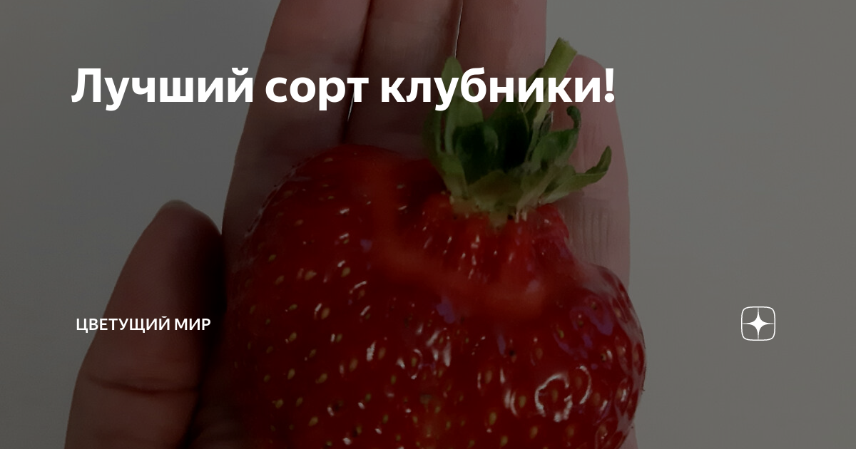 Лучший сорт клубники! | Цветущий мир | Дзен