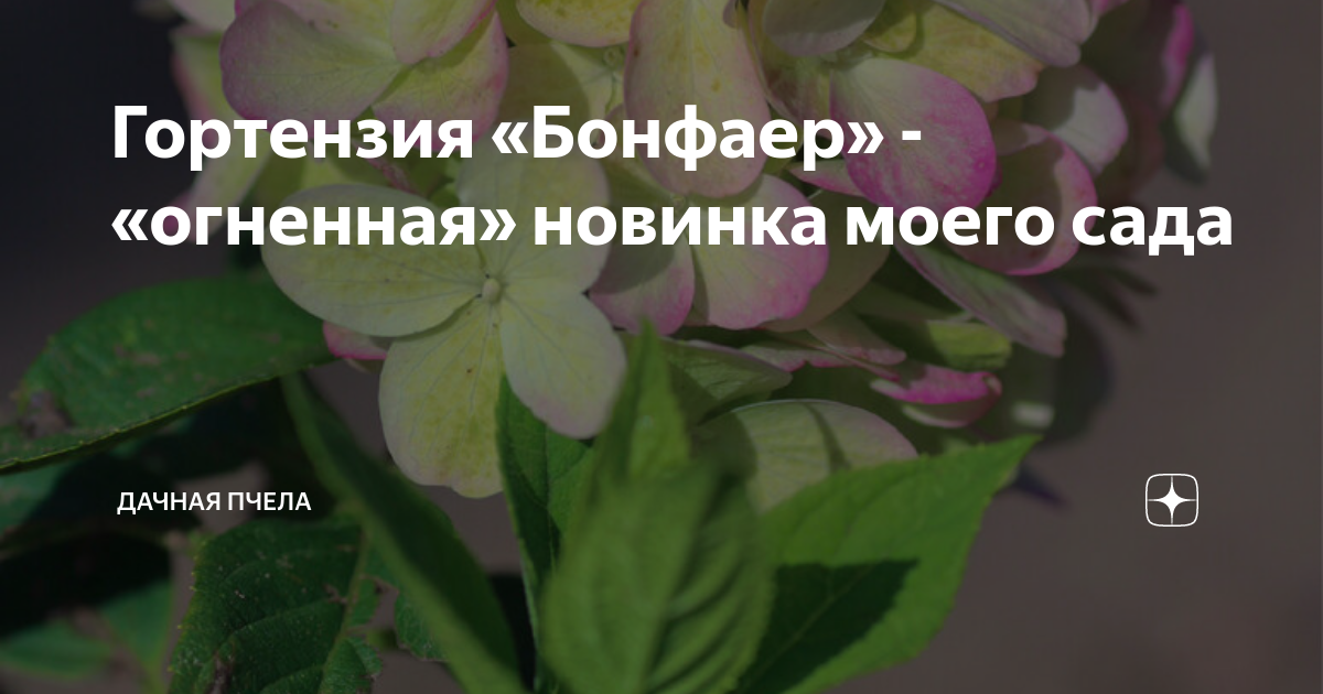 Гортензия «Бонфаер» - «огненная» новинка моего сада | Дачная пчела | Дзен