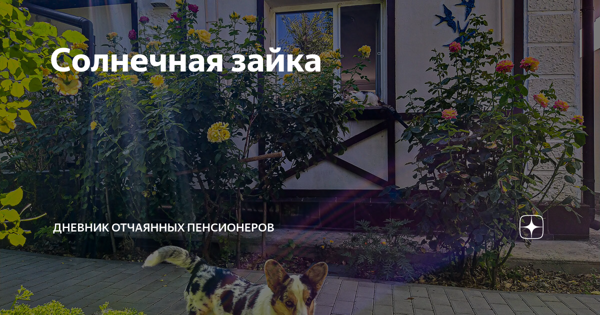 Солнечная зайка | Дневник отчаянных пенсионеров | Дзен