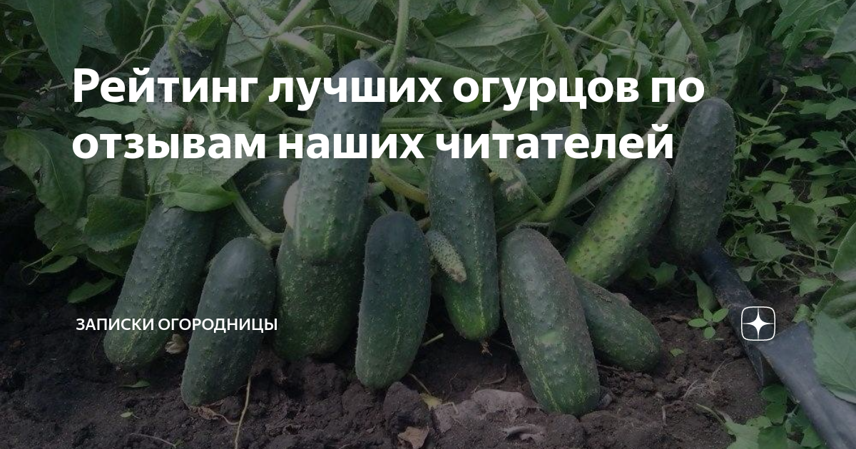 Рейтинг лучших огурцов по отзывам наших читателей | Записки огородницы ...