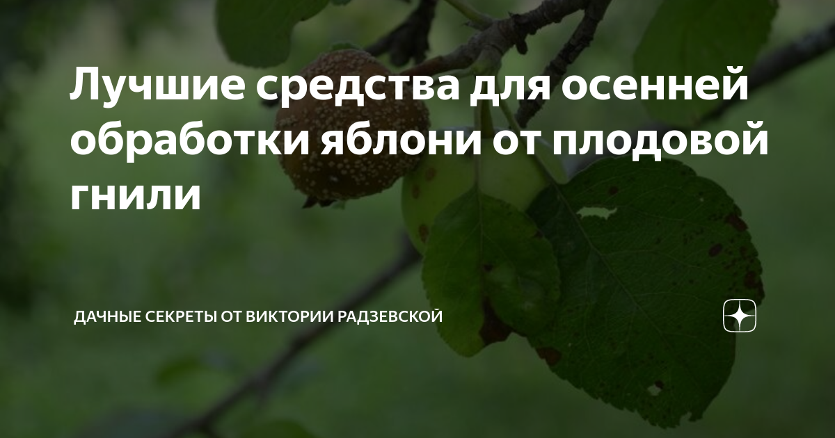 Лучшие средства для осенней обработки яблони от плодовой гнили ...