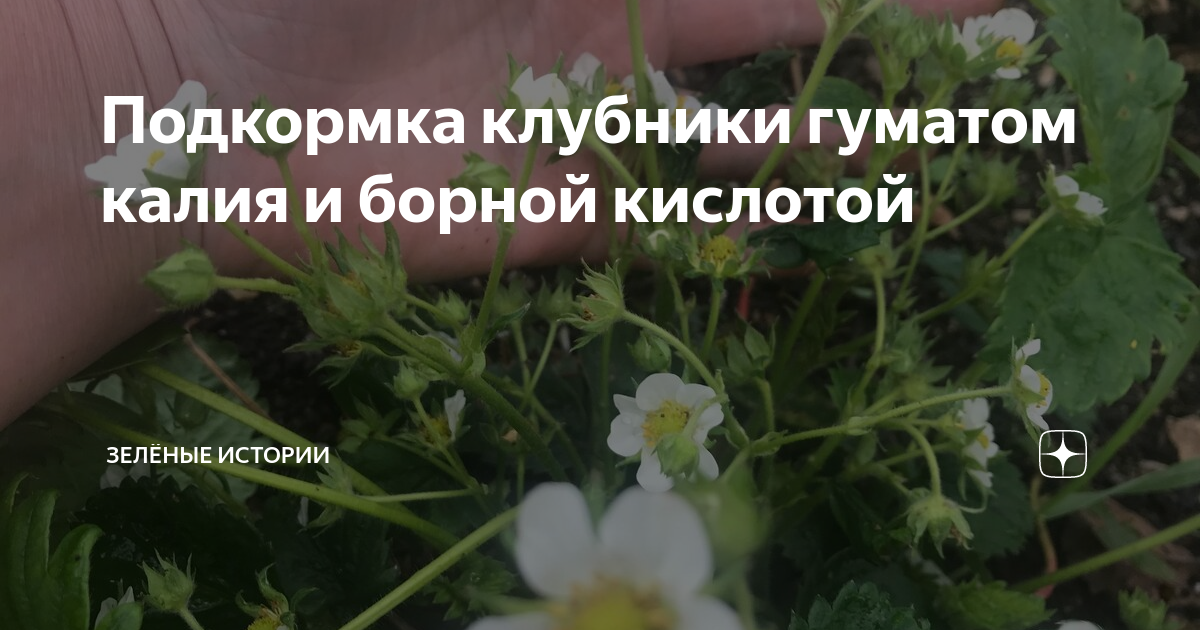 Подкормка клубники гуматом калия и борной кислотой | Зелёные истории | Дзен