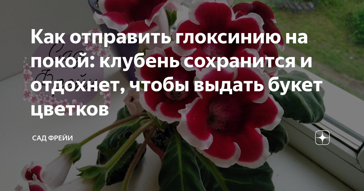 Как отправить глоксинию на покой: клубень сохранится и отдохнет, чтобы ...