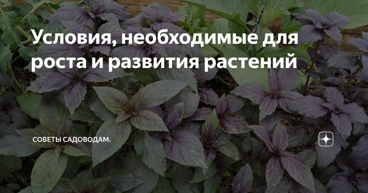 Условия, необходимые для роста и развития растений | Советы садоводам ...
