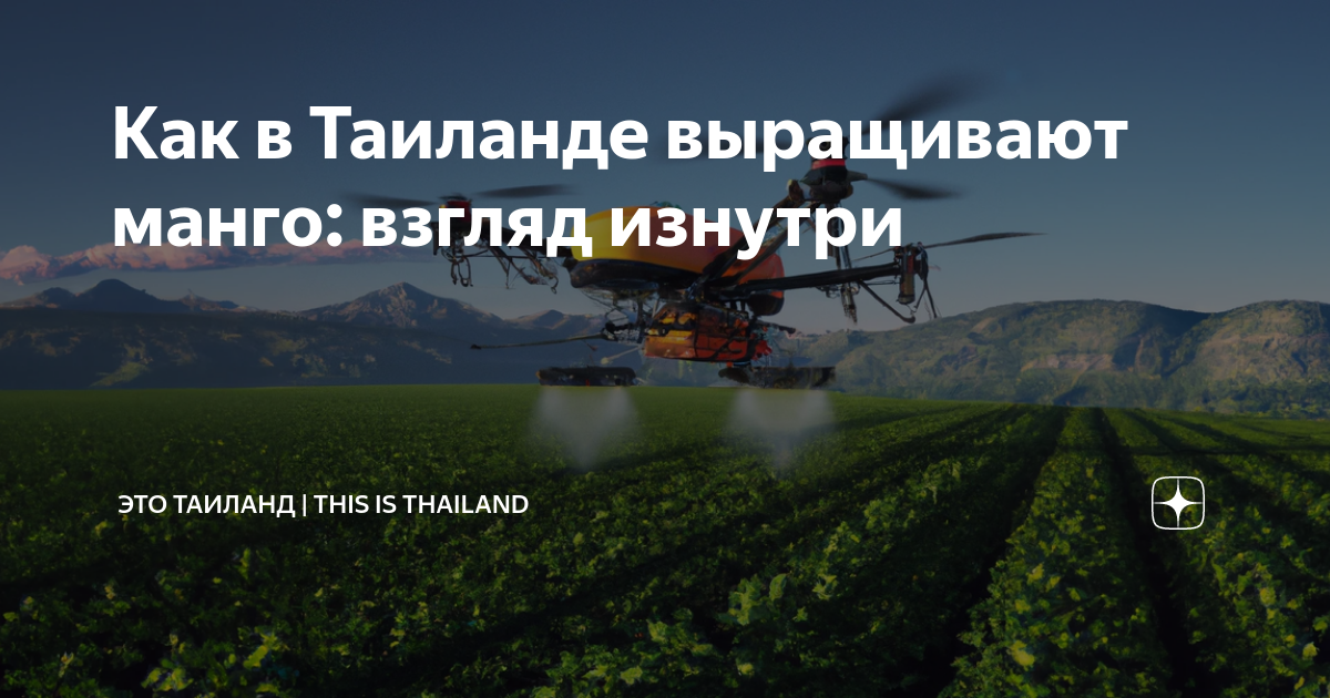 Как в Таиланде выращивают манго: взгляд изнутри | Это Таиланд | This is ...
