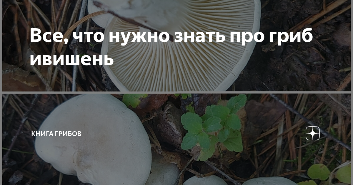 Все что нужно знать про гриб ивишень Книга Грибов Дзен