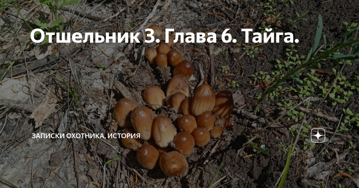 Отшельник 3 Глава 6 Тайга Записки охотника история Дзен