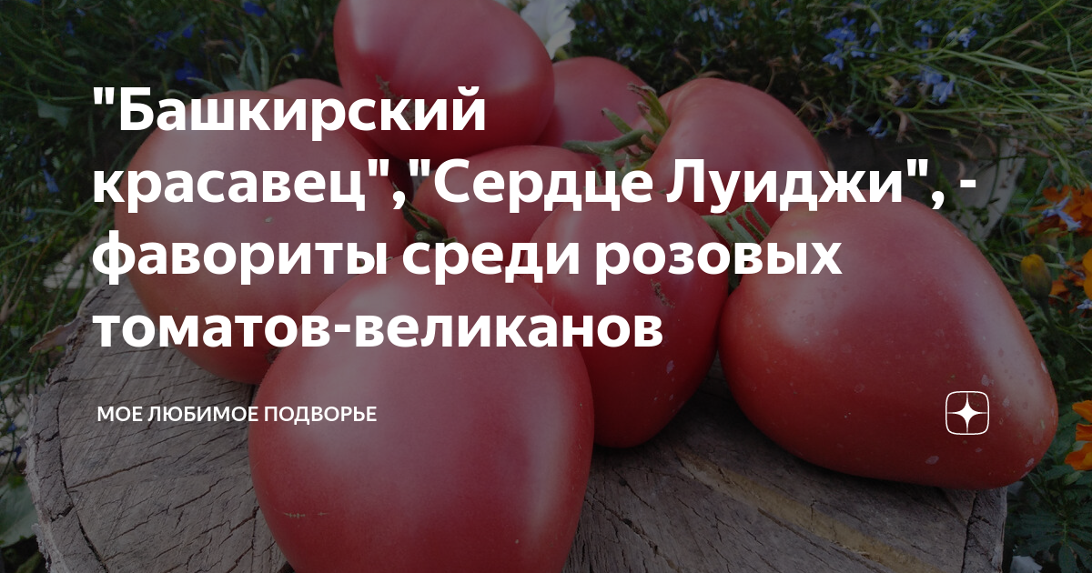 "Башкирский красавец","Сердце Луиджи", - фавориты среди розовых томатов ...
