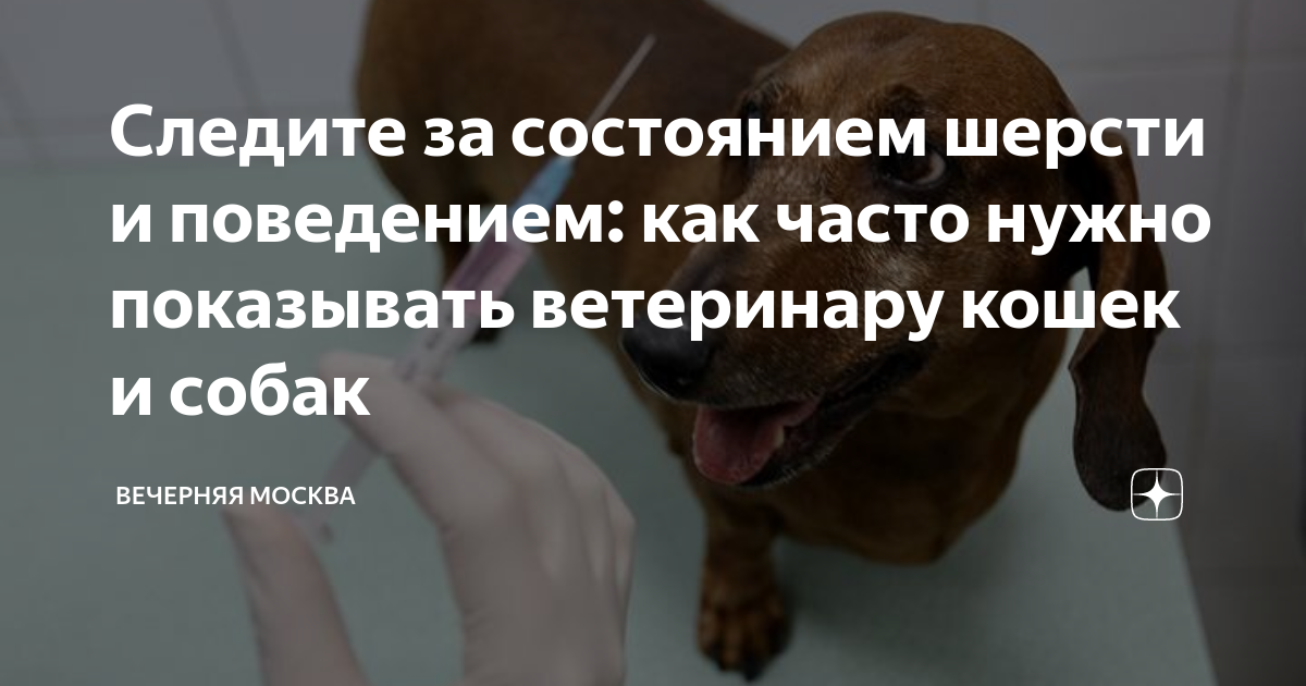 Следите за состоянием шерсти и поведением как часто нужно показывать ветеринару кошек и собак
