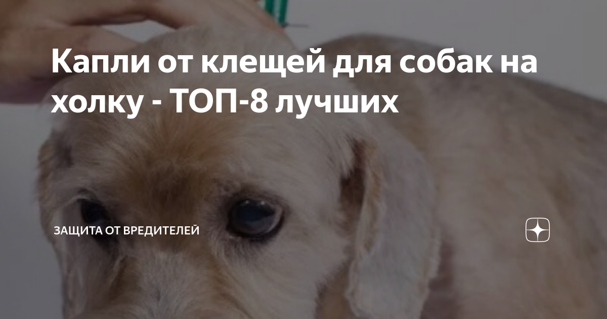 Капли от клещей для собак на холку - ТОП-8 лучших | ЗАЩИТА от ...