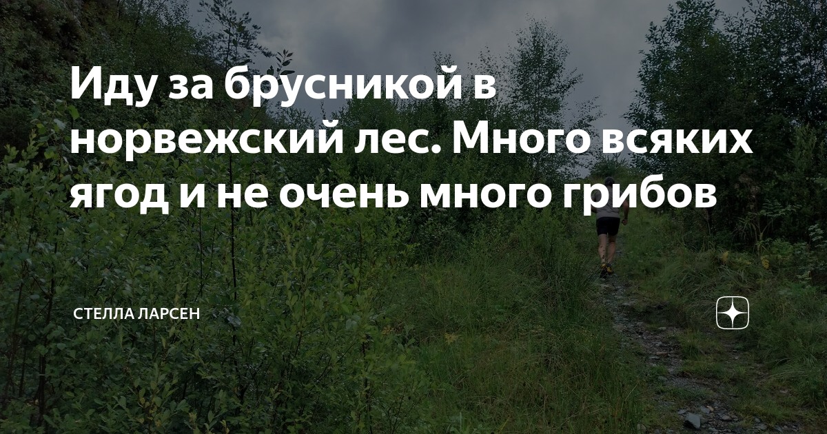 Иду за брусникой в норвежский лес Много всяких ягод и не очень много грибов Стелла Ларсен Дзен