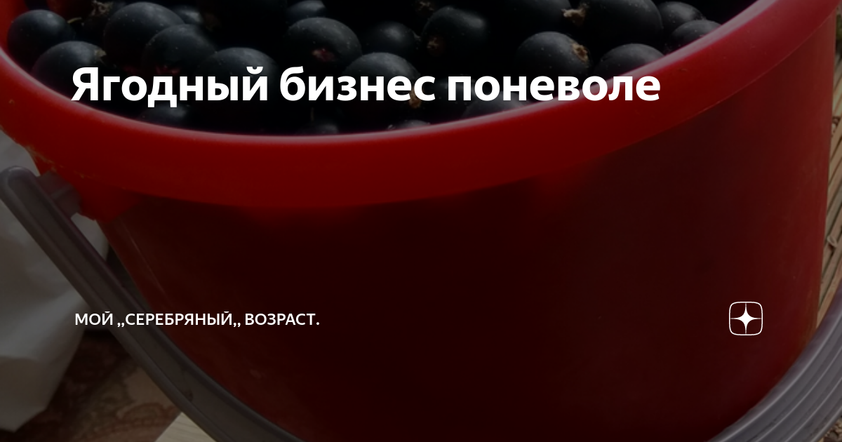 Ягодный бизнес поневоле | Мой ,,серебряный,, возраст. | Дзен