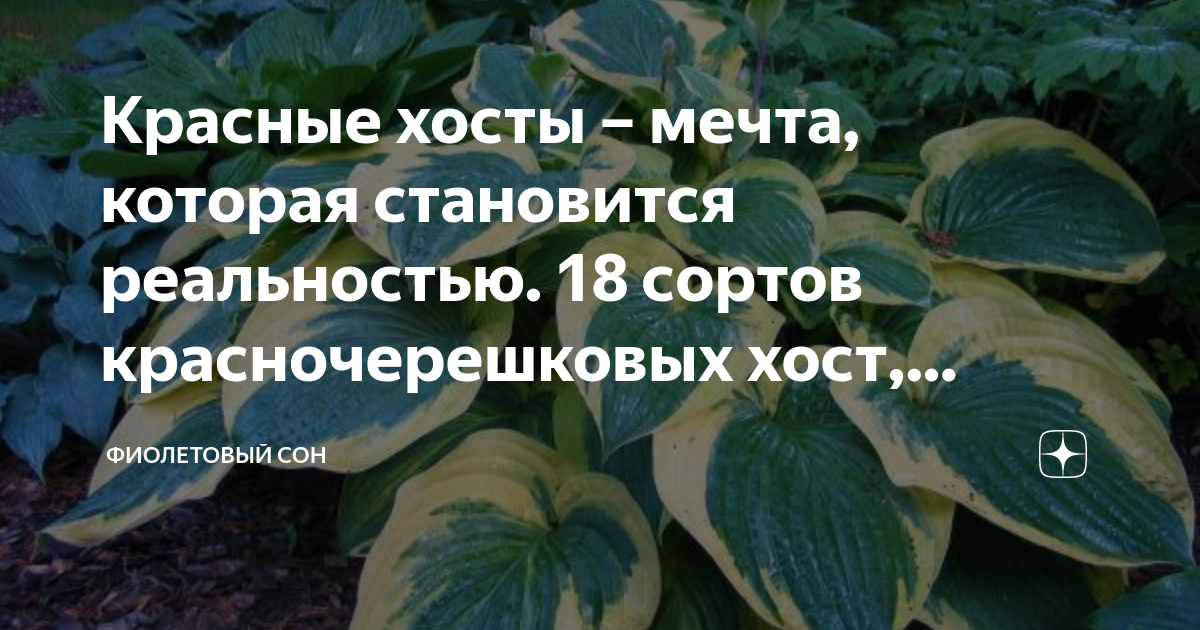 Красные хосты – мечта, которая становится реальностью. 18 сортов ...
