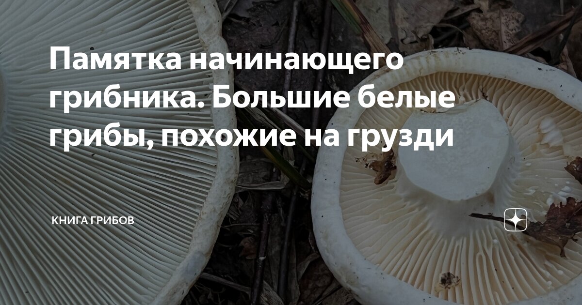 Памятка начинающего грибника Большие белые грибы похожие на грузди
