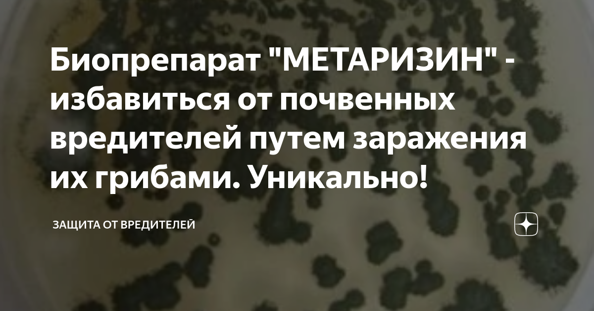 Биопрепарат "МЕТАРИЗИН" - избавиться от почвенных вредителей путем ...