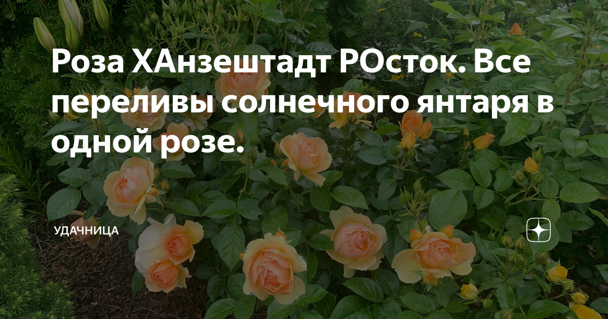 Роза ХАнзештадт РОсток. Все переливы солнечного янтаря в одной розе ...