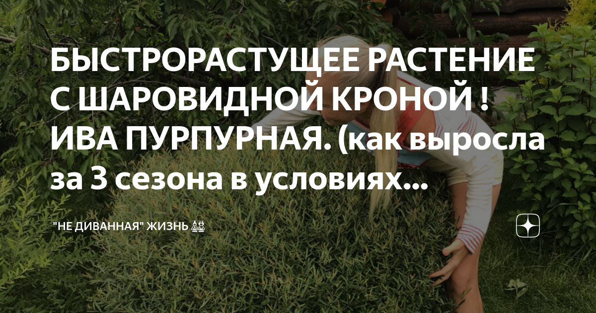 БЫСТРОРАСТУЩЕЕ РАСТЕНИЕ С ШАРОВИДНОЙ КРОНОЙ ! ИВА ПУРПУРНАЯ. (как ...