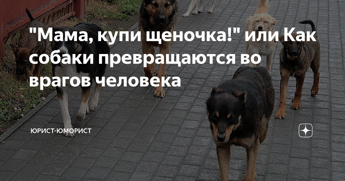 Мама купи щеночка или Как собаки превращаются во врагов человека Юрист юморист Дзен