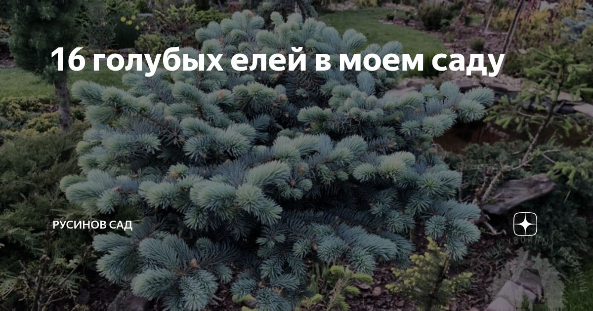 16 голубых елей в моем саду | Русинов Сад | Дзен