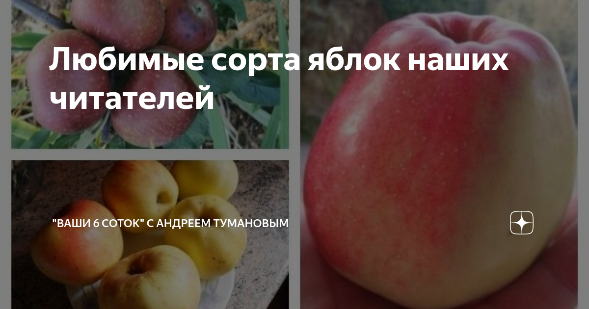 Любимые сорта яблок наших читателей | "Ваши 6 соток" с Андреем ...