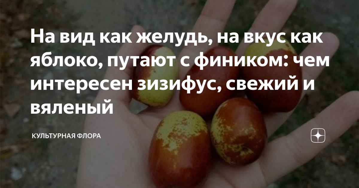 На вид как желудь, на вкус как яблоко, путают с фиником: чем интересен ...