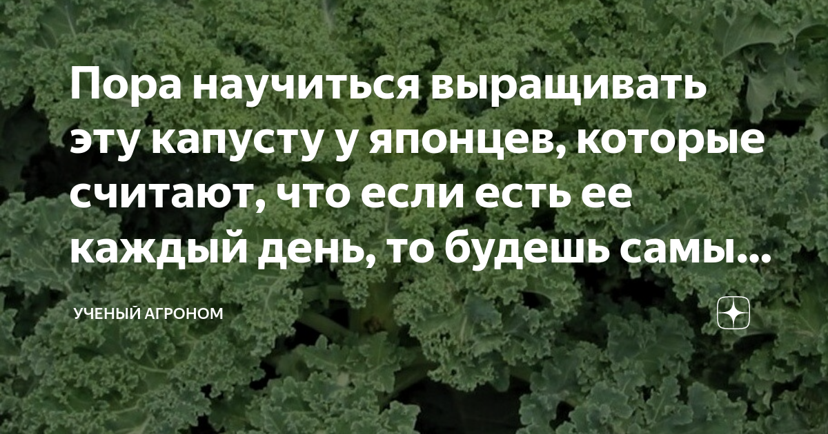 Пора научиться выращивать эту капусту у японцев, которые считают, что ...