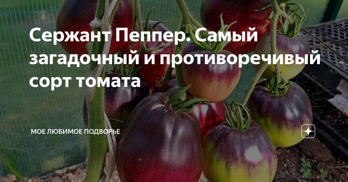 Сержант Пеппер. Самый загадочный и противоречивый сорт томата | Мое ...
