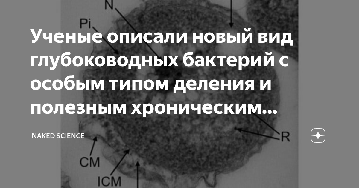 Ученые описали новый вид глубоководных бактерий с особым типом деления